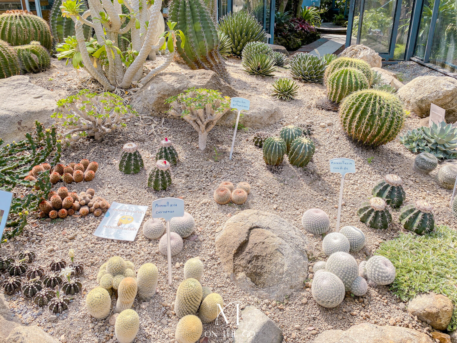 [曼谷必去咖啡廳] 隱藏的綠洲 Botanist Activity Space & Cafe | 探索最美仙人掌植物園